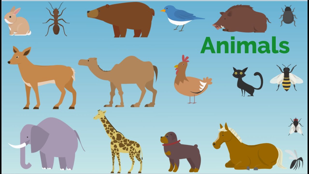 Animals/Vocabulary and conversation/ English story/Learn english ...