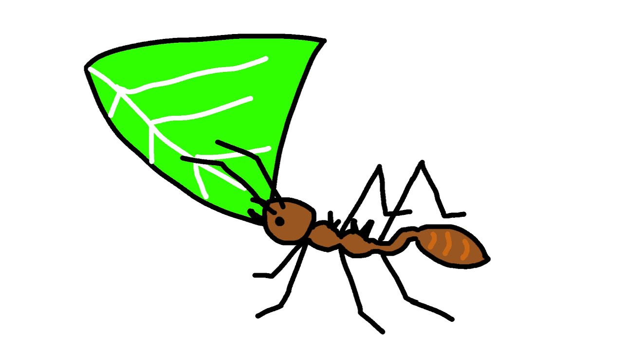 The World's Strongest Ants - YouTube