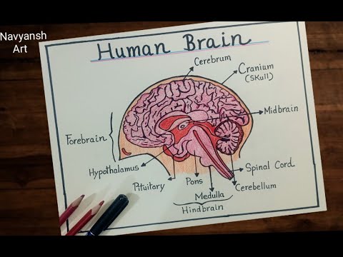 Human Brain labeled diagram drawing/How to draw Human brain step by ...