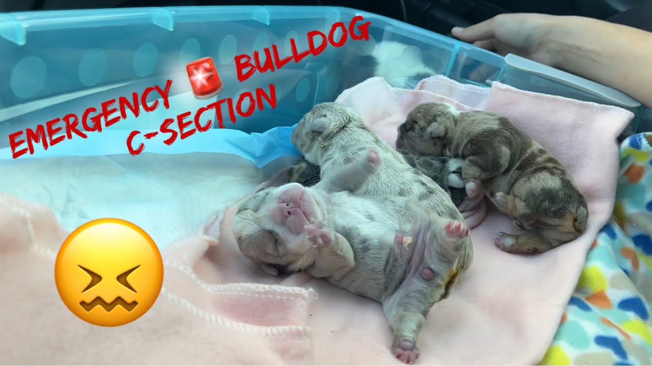 Emergency Bulldog C-Section 🚨| Memorial Day English Bulldog Litter ...