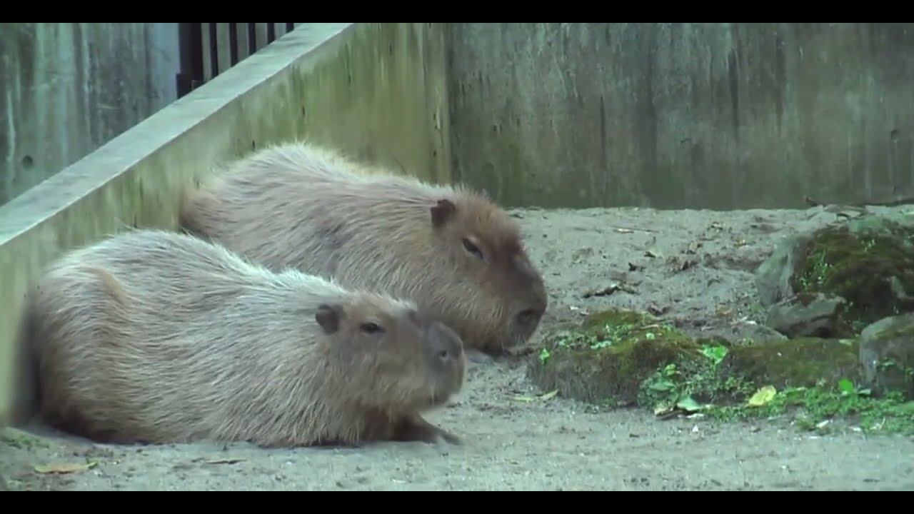 Yawning Capybara - YouTube