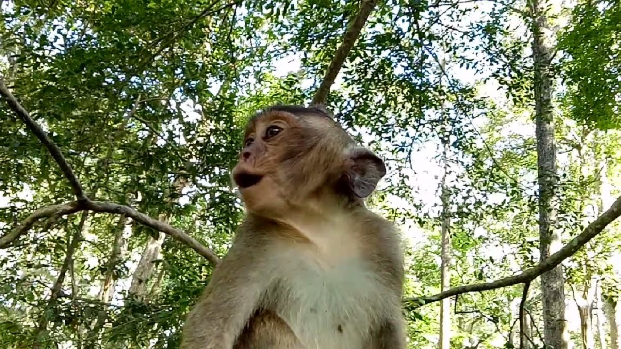Baby Monkey Call The Group Mono Monkey - YouTube