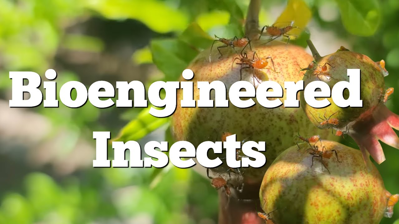 BIOENGINEERED INSECTS CREATED TO DESTROY AMERICANS GARDENS } - YouTube