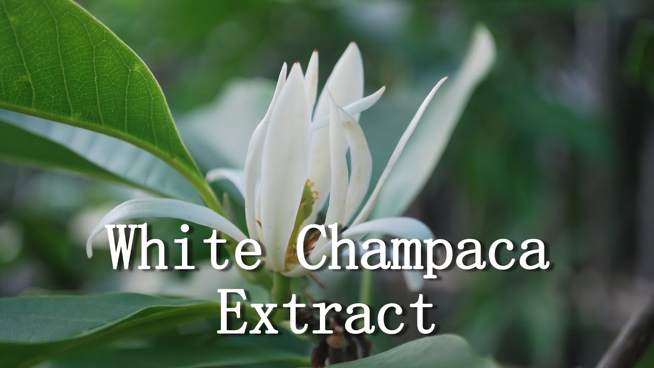 White Champaca Extract has a good promotion of the activity of ...