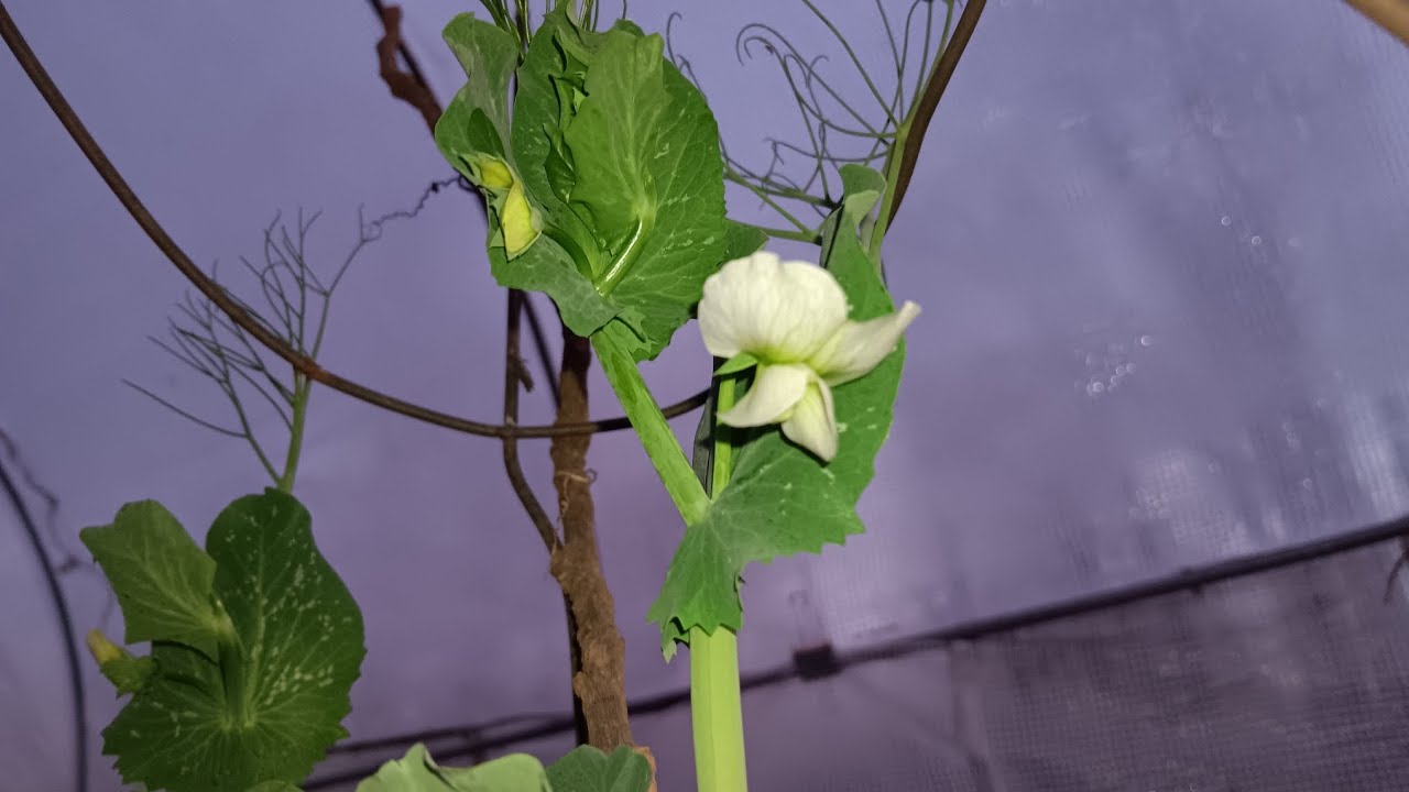 Grow 20x MORE PEAS With These Tips - YouTube