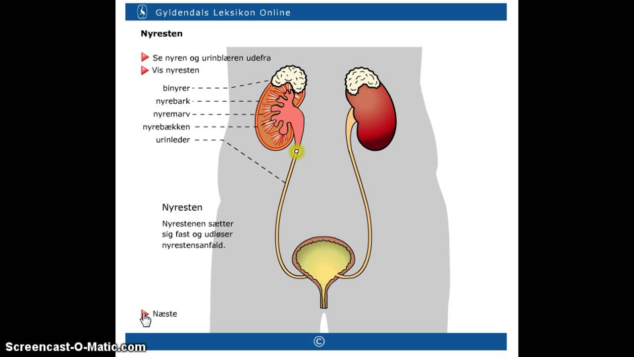 Nyresten - biologi - YouTube