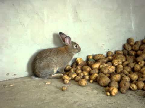 Bunny eating potatoes - YouTube
