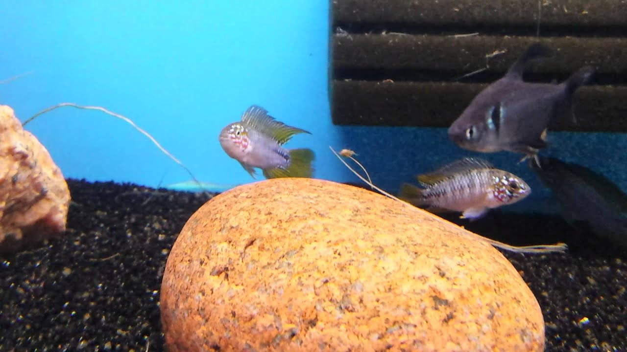 Apistogramma borelli 'Opal' bij Aquarium Speciaalzaak Utaka - YouTube