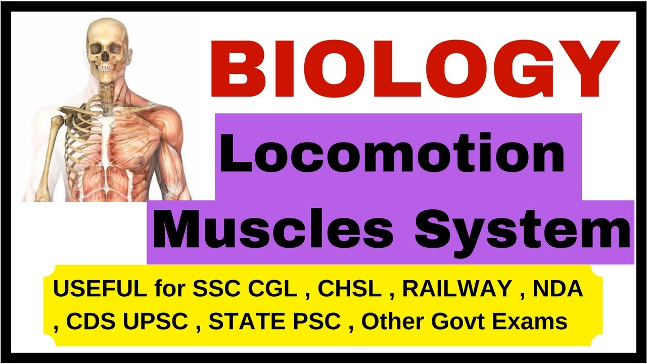 Locomotion Muscles System BIOLOGY Lecture for SSC CGL , CHSL , MTS and ...