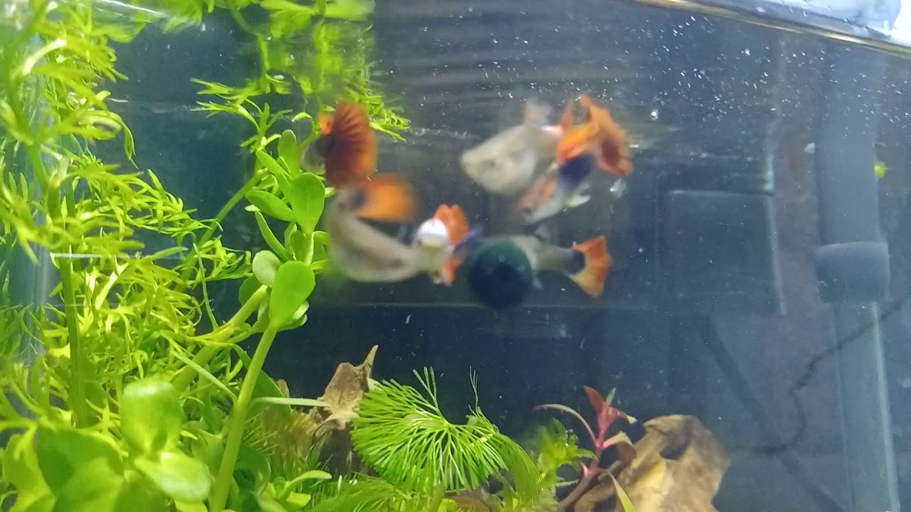 HB Red RoseTail Guppies - YouTube