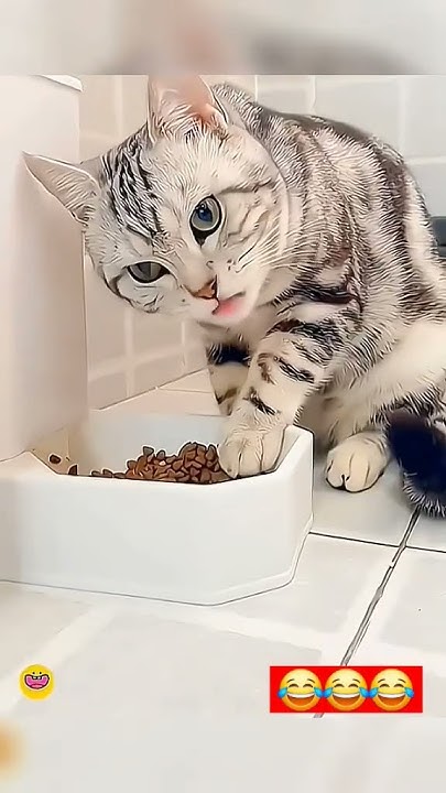 котики рулят,смех ,весёлая подборка #кот #тренд #юмор #шортс '#рек # ...