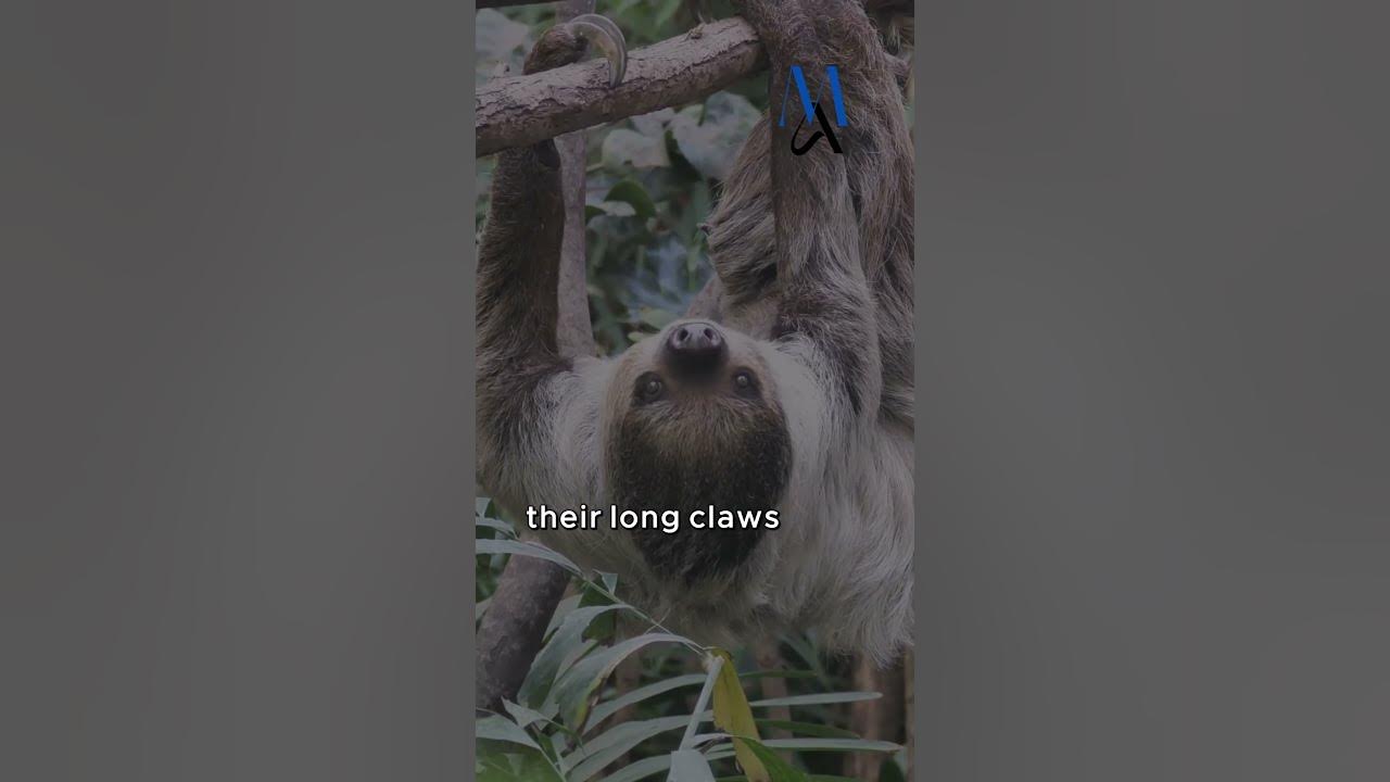 Sloths is a very slow moving mammal | #shorts #animalshorts #sloths ...