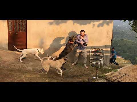 CANE CORSO (NARKOZ) İSMAİL ABİNİN AKLINI ALDI.