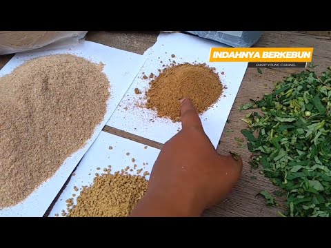 7. Cara membuat pakan ternak ayam/ itik dari fermentasi daun Cilembu - YouTube