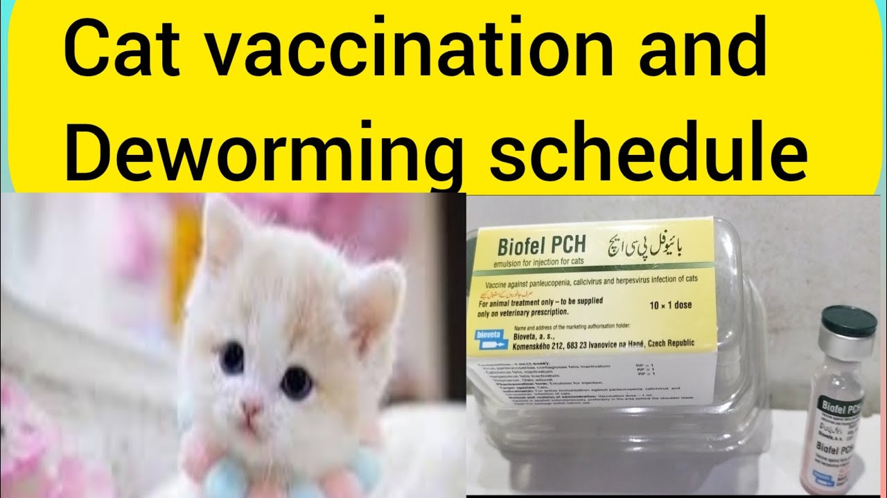 Biofel PCH vaccine for cats||Kitten vaccination schedule||Cat kitten ...