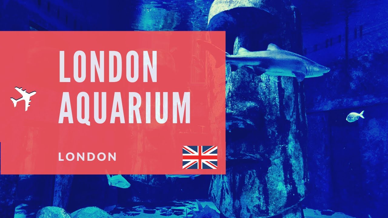 SEA LIFE Centre London Aquarium (4K) - YouTube