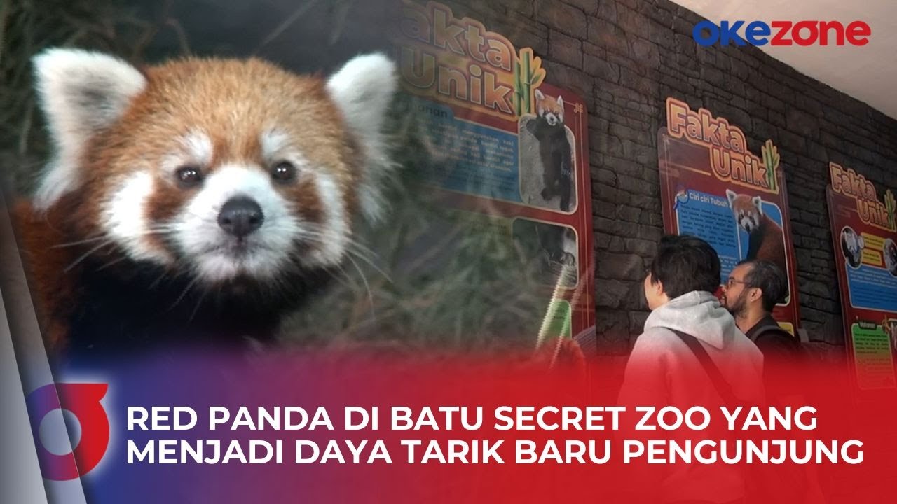 Hanya Ada Dua di Indonesia, Batu Secret Zoo Hadirkan Red Panda Langka ...