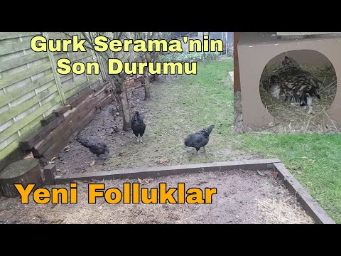 Gurk Serama, Yeni Folluklar, Son Durumlar, #Serama #AyamCemani #CüceCochin #Horoz #Civciv #Folluk