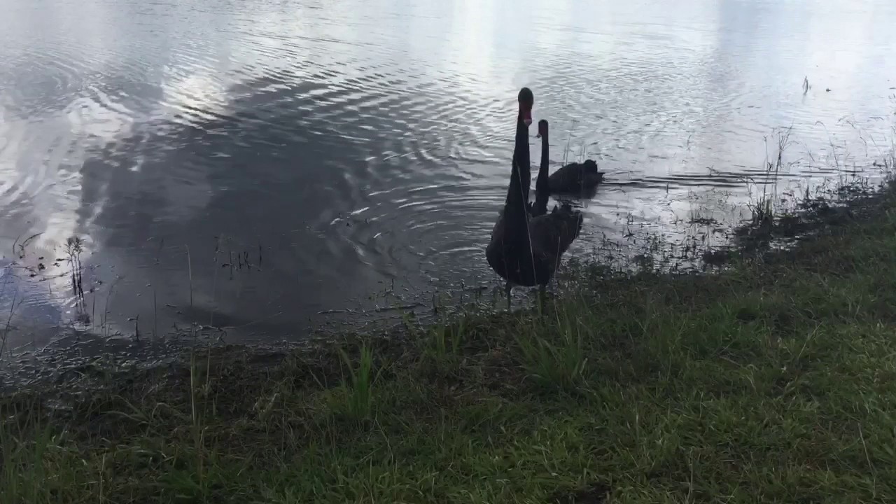 Lake Samsonvale, Pine River Dam, Whiteside, Moreton Bay, Queensland ...