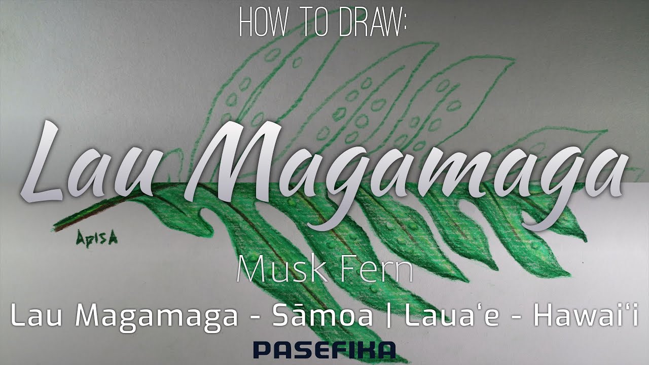 Freehand drawing a musk fern (Lau Magamaga, Lauaʻe) with color pencils ...
