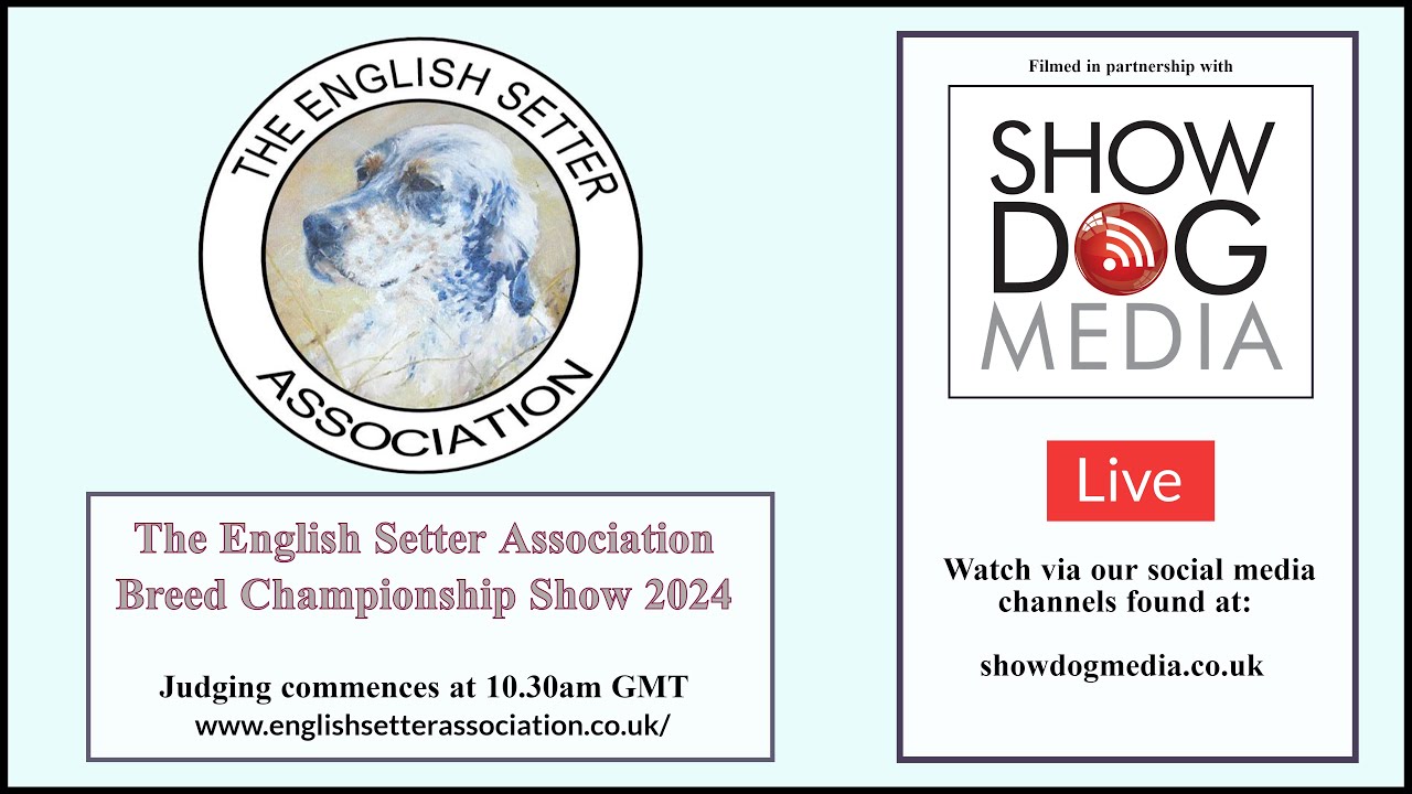 ( starts just after 9 mins) The English Setter Association Breed ...