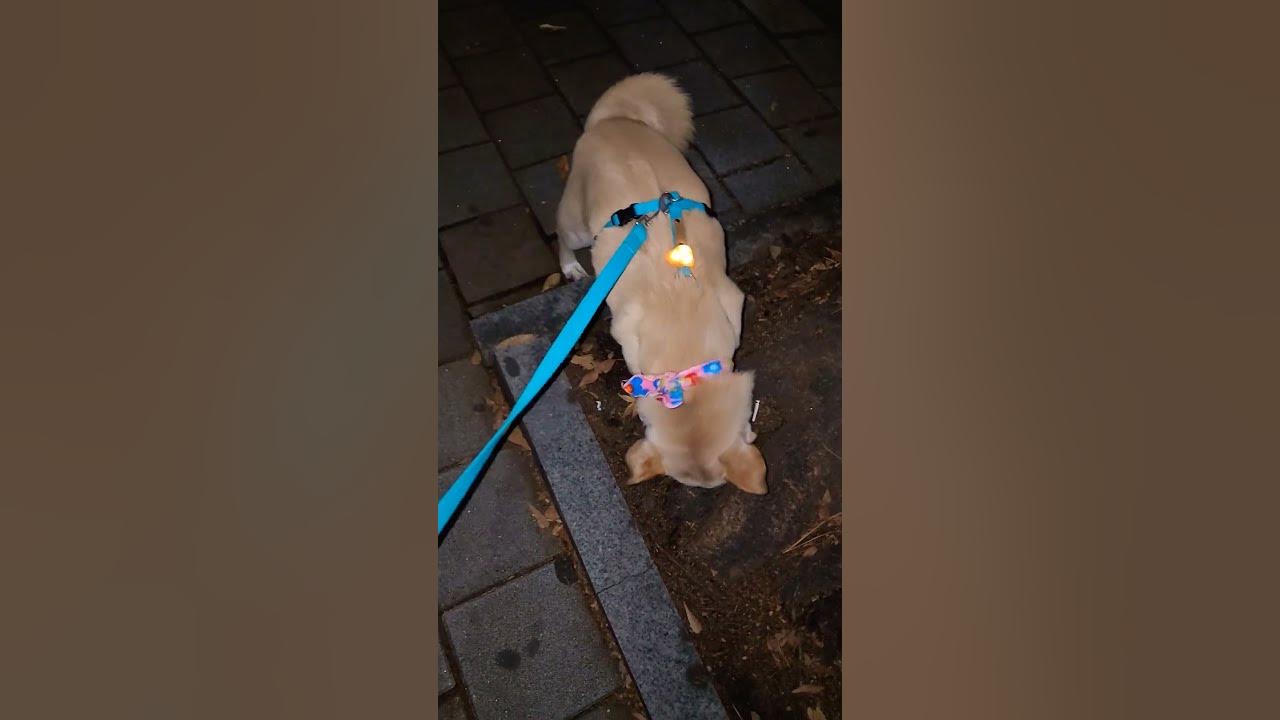 실외배변 강아지🐾 너무너무 시원해요 밤산책하기 아주 좋은 날씨예요~🐶 Youtube