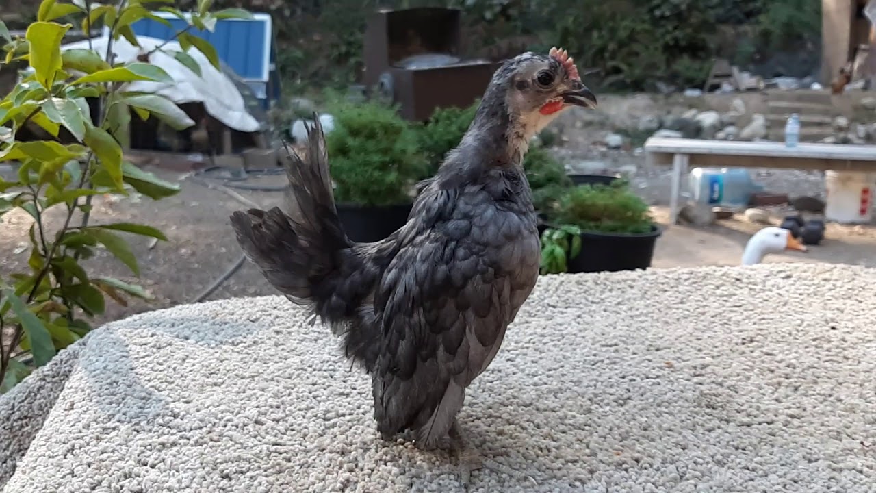 6 Week Old Serama Cockerel Getting Comfortable with Table Top - YouTube