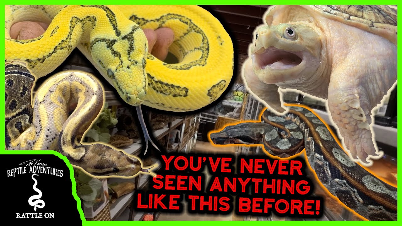 THE MOST XTREME REPTILE SHOP TOUR EVER! (Xtreme Reptiles, Jaskonville ...