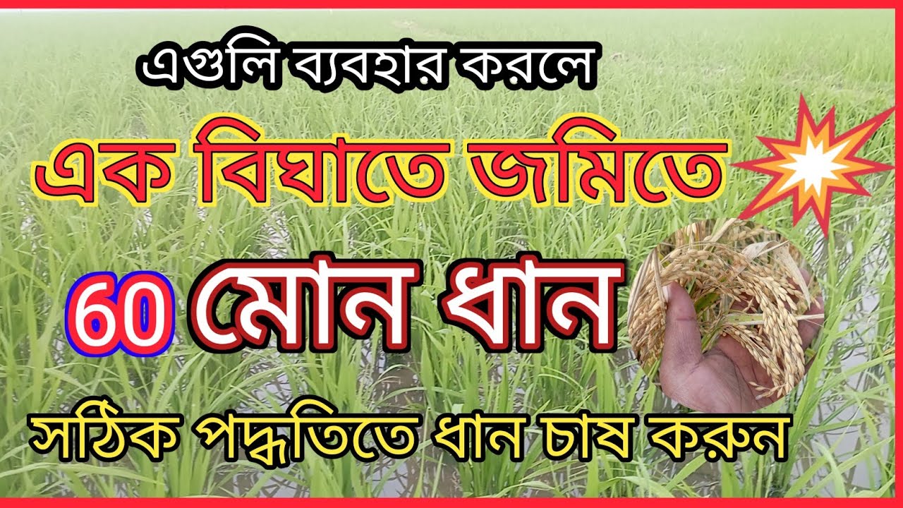 বোরো ধানের জিংক ও বোরনের সঠিক ব্যবহার ।কখন কোন সময় কিভাবে কি পরিমাণে ...