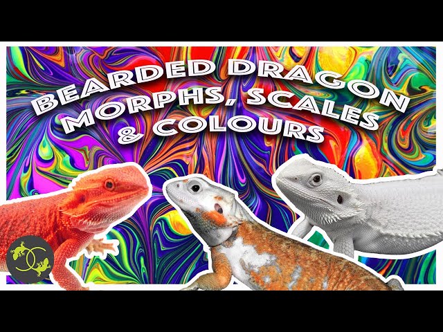 Bearded Dragon Color Chart