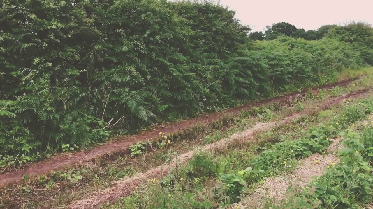 Strawberry Fields at Claremont Farm [HD] - YouTube