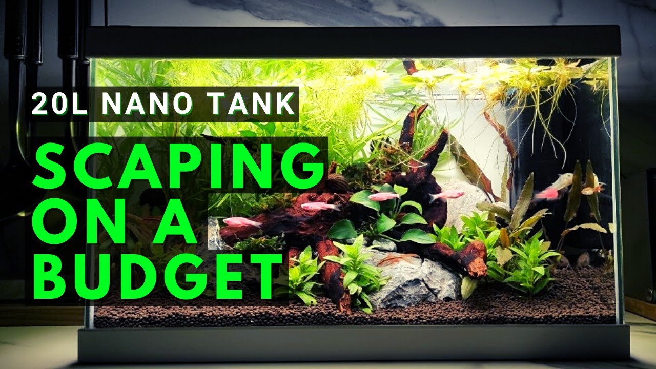 Scaping my 20 Litre Tank on a budget! - YouTube