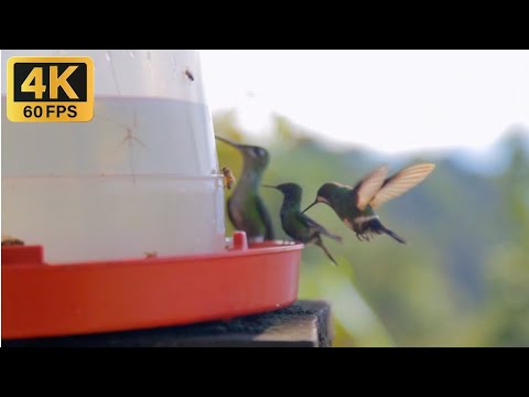 Hummingbird Collection 🐦 Natural Scenery | Sleep Aid & TV 4K HD | 8HR ...