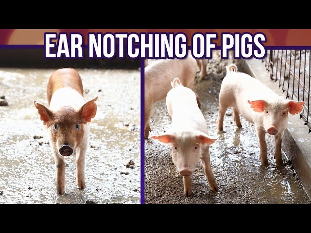 Ear Notching Cattle