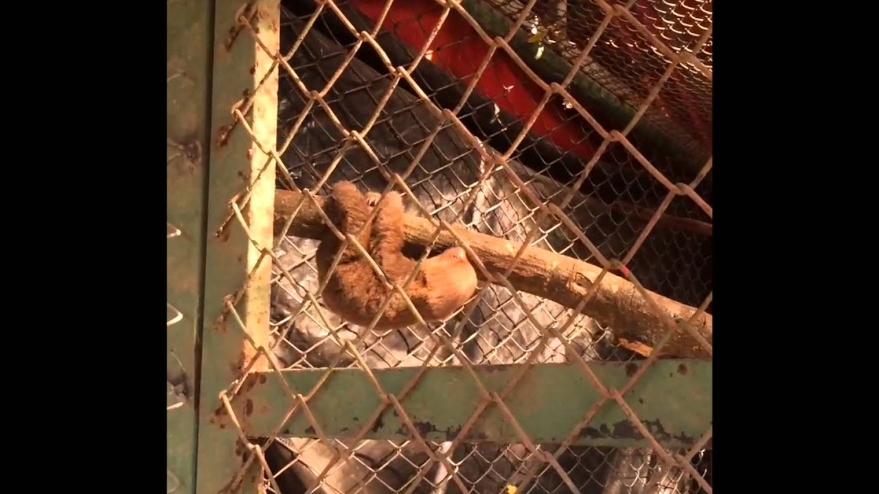 Baby Sloth Crying - YouTube