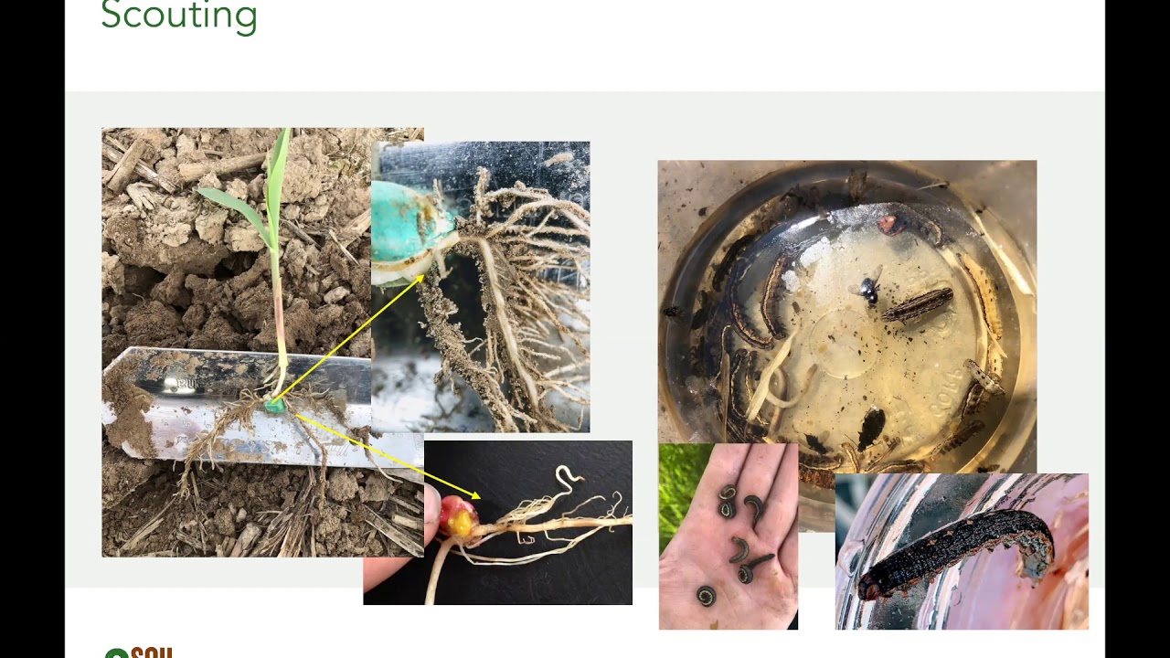 Soil Sessions - U.S. Crop Update and Scouting Tips - YouTube