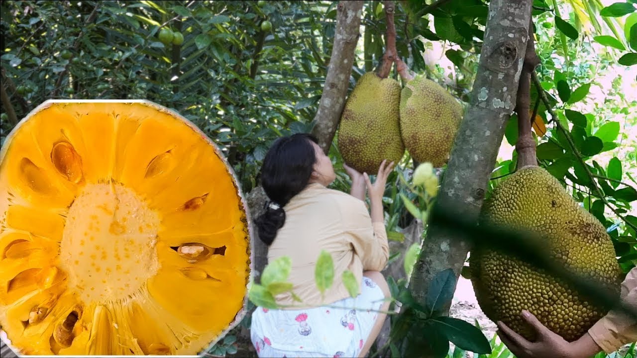 Picking giant jack fruit in my garden | LIFE IN THE COUNTRYSIDE | BEN ...