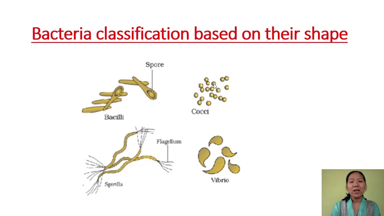 Class 11 Biology Chapter 2 Biological Classification Part 1 - YouTube