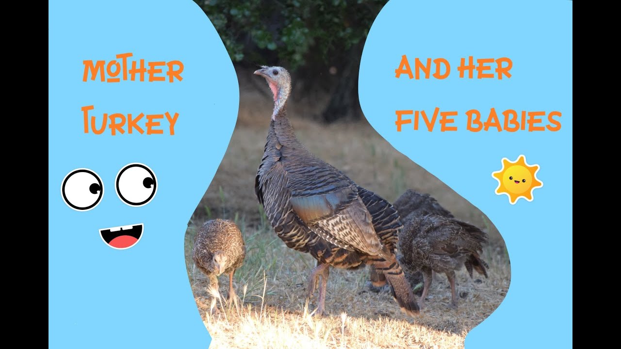 MOTHER TURKEY AND HER FIVE BABY TURKEYS FLY INTO TREE!! (MUST WATCH ...