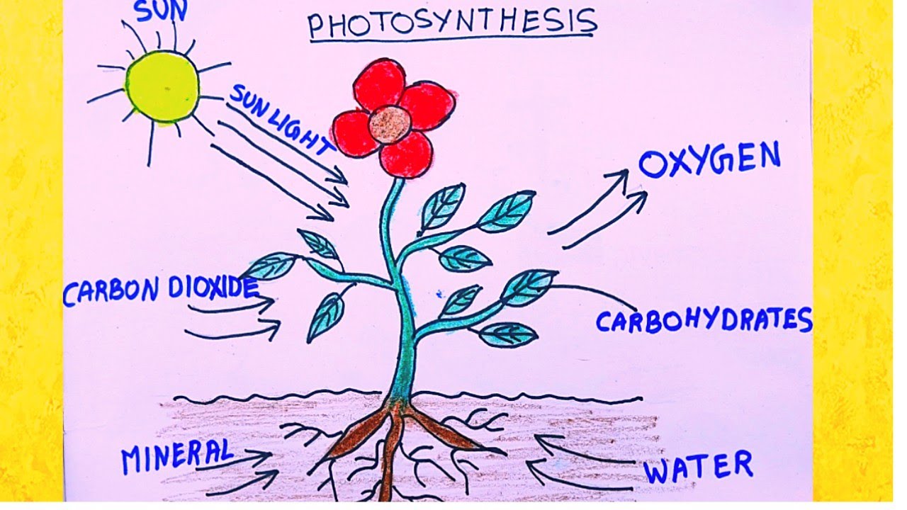 How to Draw Photosynthesis Diagram | Photosynthesis Drawing for School ...