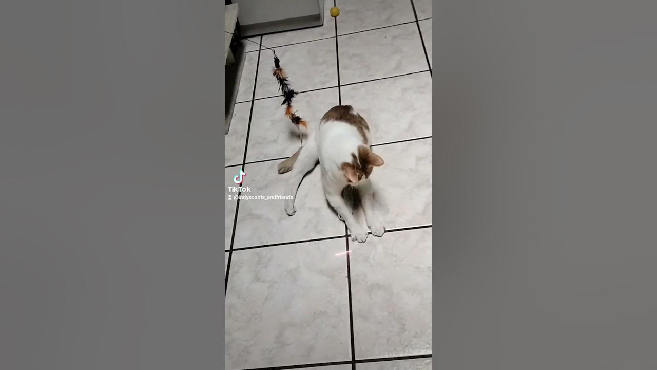 IndyScoots & BittyBea trying to catch the red dot 😸😸 - YouTube