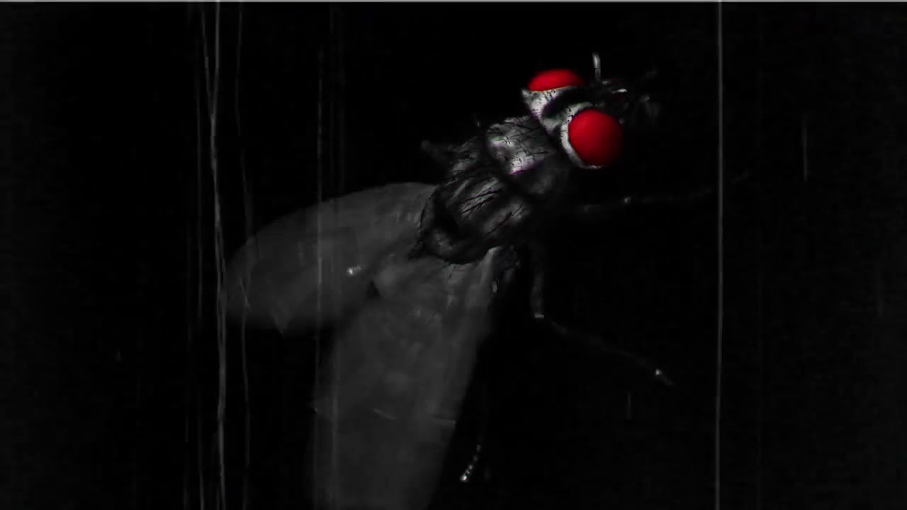 Red Fly Studio - YouTube