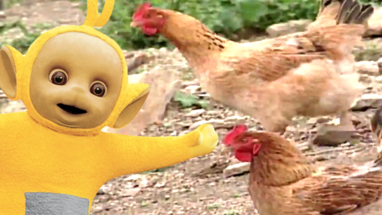 Teletubbies | Feeding Chickens | Portugal | 103 | Videos For Kids - YouTube