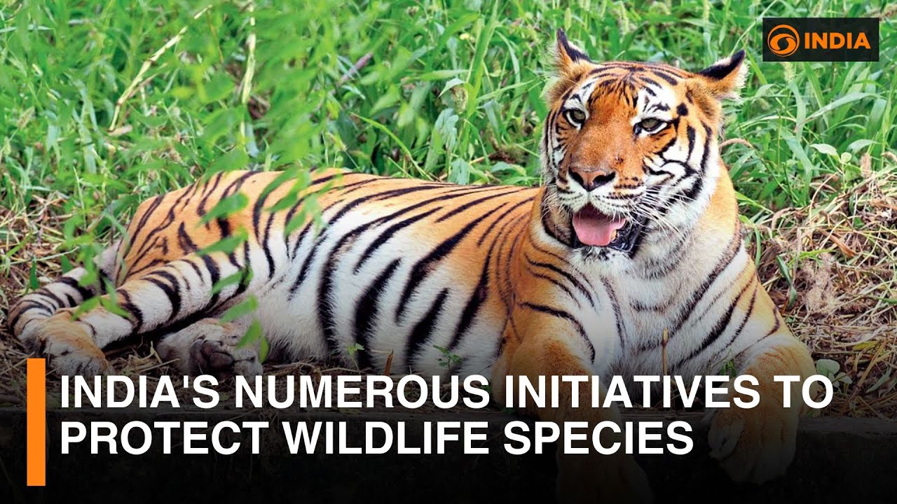 India's numerous initiatives to protect wildlife species | DD India ...