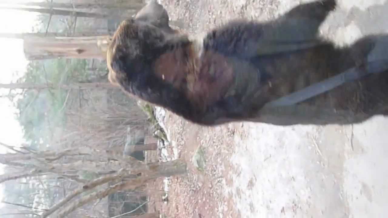 A bear walking on 2 legs. - YouTube