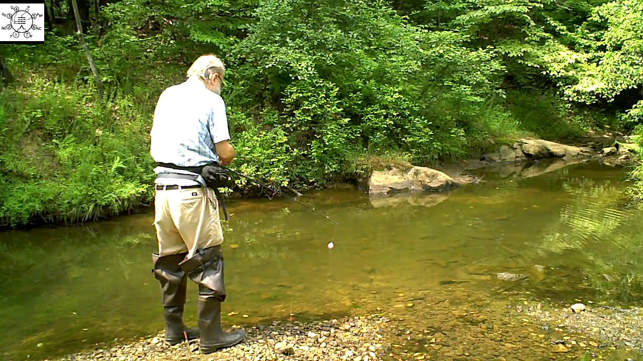 Bream Love The Cricket Cup - YouTube