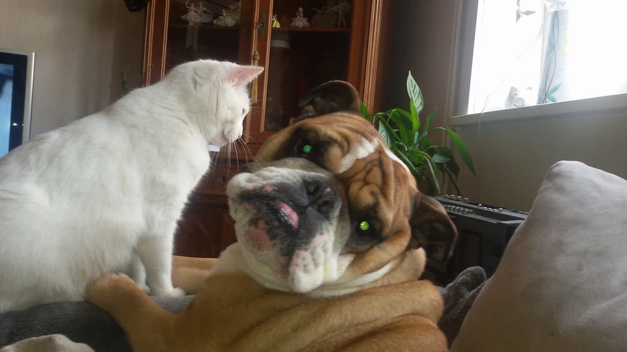 Katze beißt Bulldogge Cat vs Bulldog - YouTube