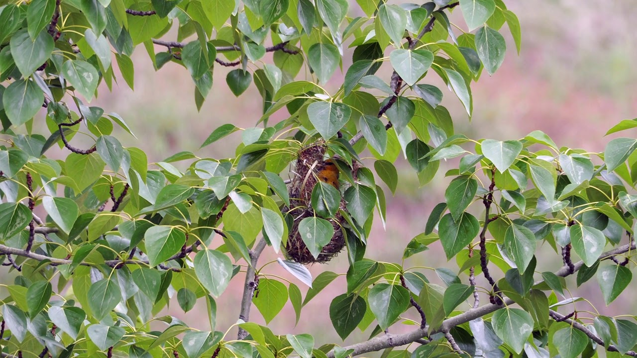 Bullock's Oriole constructing nest - YouTube