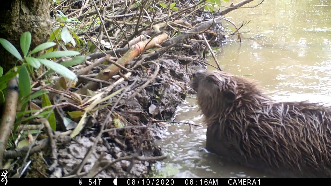 Forestry England - Yorkshire Beaver Trial - YouTube