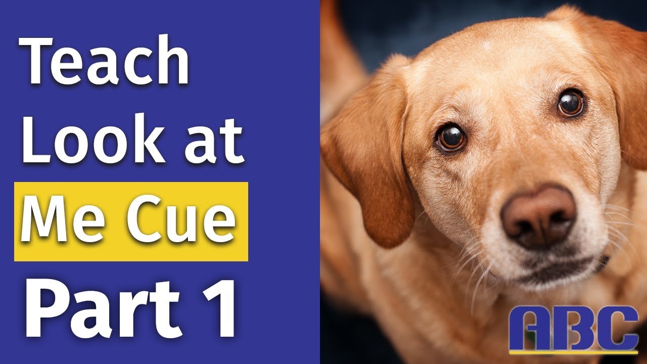 Teaching Your Dog The Look Command (Part 1) - YouTube